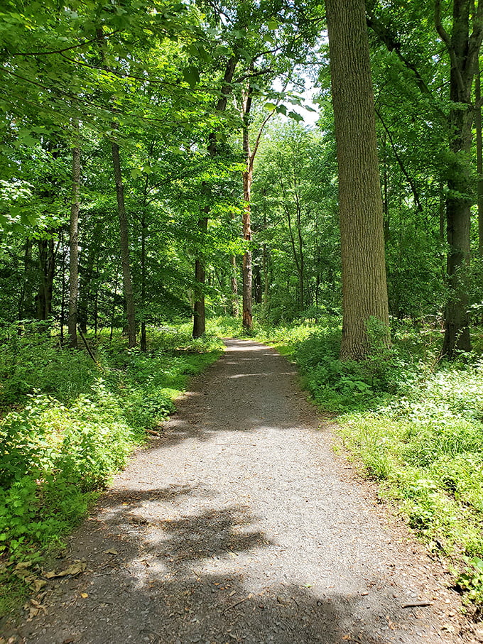 Nature's hallway beckons with dappled sunlight filtering through a canopy of green, promising adventure just steps from the city.
