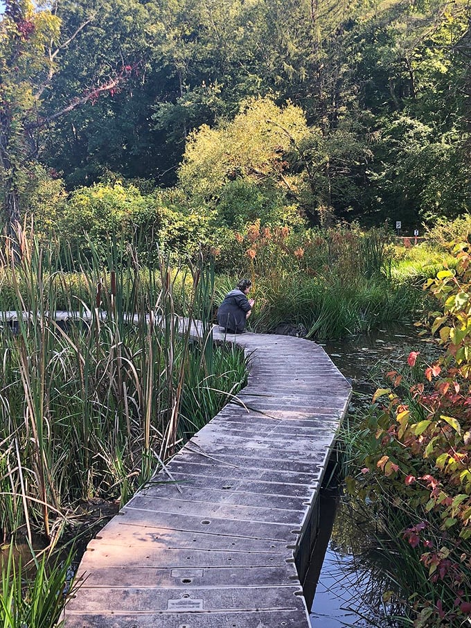 This wooden pathway winds through wetlands like nature's own red carpet to tranquility.