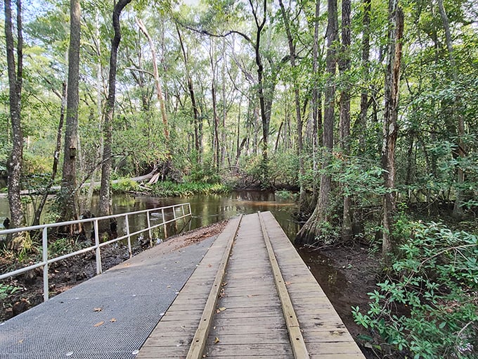 This wooden boardwalk isn't just a path—it's a front-row ticket to nature's greatest show, complete with a soundtrack of chirping birds and rustling leaves.