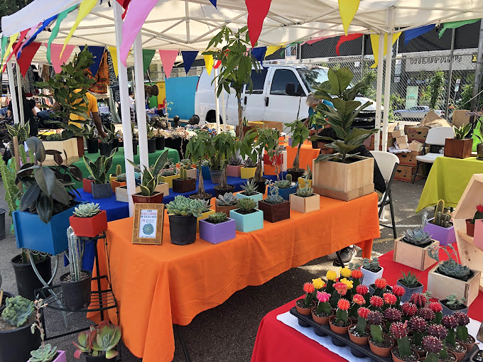 These vibrant succulents prove that twenty dollars can turn your windowsill into a botanical masterpiece.