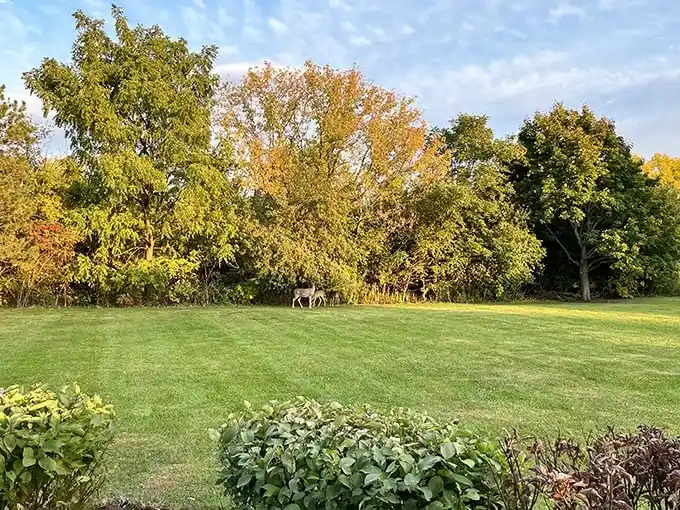 Nature and art in perfect harmony. This lifelike deer sculpture blends so seamlessly with its surroundings, you might do a double-take.