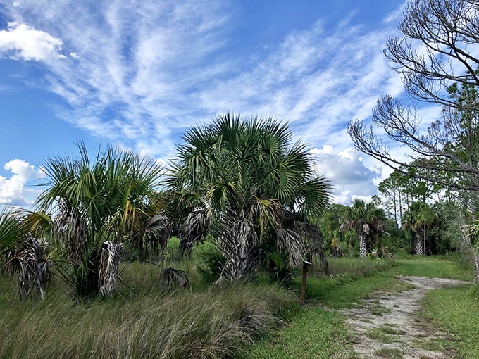 Palm sentinels stand guard along sandy paths, their fronds whispering secrets of Old Florida to those who pause to listen.