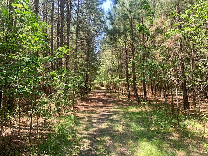 The forest path beckons with dappled sunlight, promising adventures that won't involve checking your email or sitting in traffic.