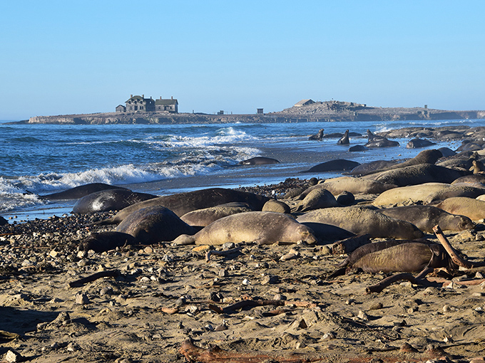 Nature's version of a beach party—elephant seals lounging on the shore with all the casual confidence of celebrities at a private resort.