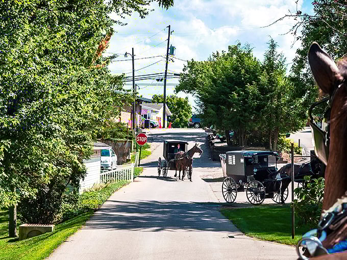 Berlin's streets showcase the perfect harmony of two worlds – where horse-drawn buggies and modern vehicles share the same roads.