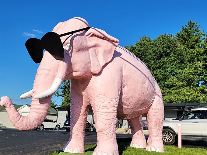 Meet Ellie, the only elephant who never forgets her sunglasses – she's been rocking this look since leisure suits were cool.