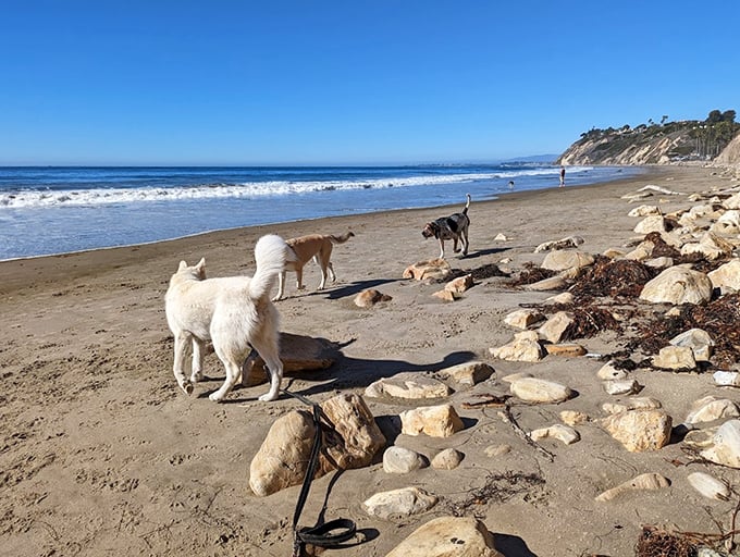 Dogs exploring this beach get two worlds to sniff – sandy shores and curious canines investigating every rock and tide pool.
