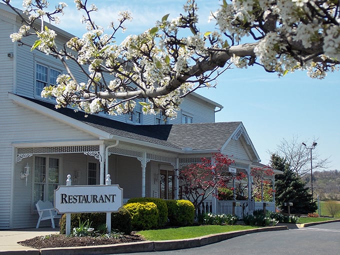 Spring blossoms frame this charming restaurant like nature's welcome committee. The porch practically whispers, "Come in, we've saved you a seat." 