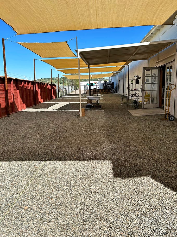 The outdoor area proves that even antiques appreciate a good California tan under those practical shade sails.
