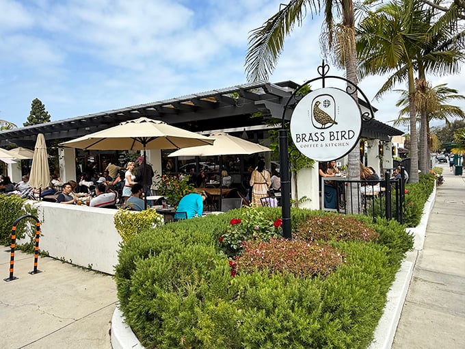 At Brass Bird Coffee, locals linger over lattes beneath palm fronds, proving paradise doesn't need a passport—just a good cup of coffee and time to savor it.