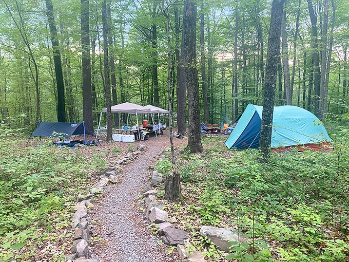 Camping nirvana: where tents nestle among towering trees, and the biggest decision of the day is whether to toast one marshmallow or the entire bag.