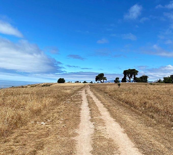 At Fiscalini Ranch Preserve, nature rolls out the golden carpet to the Pacific—no VIP pass required, just comfortable shoes.