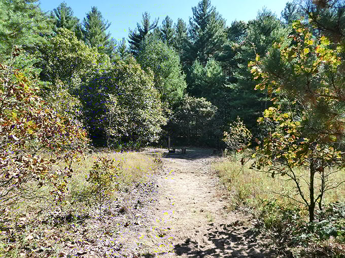 Where the pines meet the oaks—this sun-dappled trail invites you to discover what lies beyond the next bend.