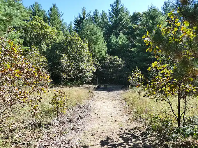 Where the pines meet the oaks—this sun-dappled trail invites you to discover what lies beyond the next bend.