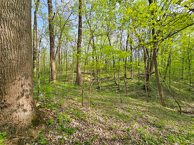 Spring brings a verdant explosion to Harmonie's rolling woodland hills. Who said Indiana was just cornfields?