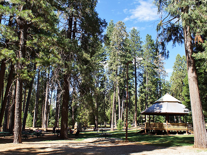 Towering pines create nature's perfect picnic spot at Leroy E. Botts Memorial Park. The gazebo isn't just for show—it's saved many a family gathering from unexpected Sierra showers.
