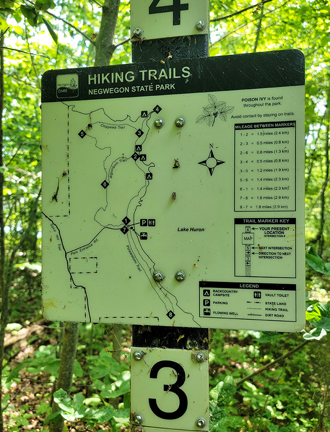 Nature's GPS system—slightly more reliable than that time your phone sent you to a cornfield instead of the concert venue.