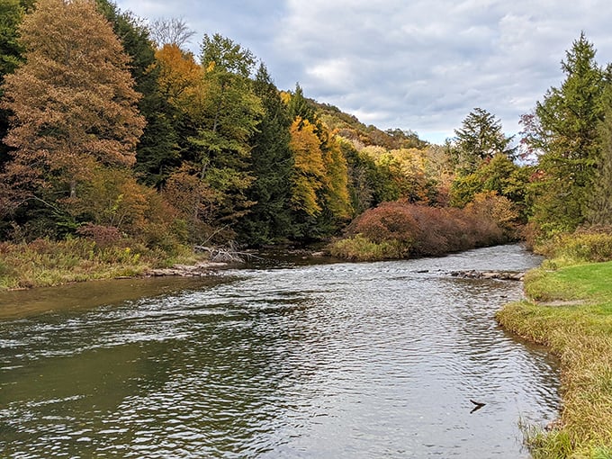 The East Branch Clarion River in autumn glory – where Mother Nature shows off her painting skills with a palette that would make Bob Ross jealous.