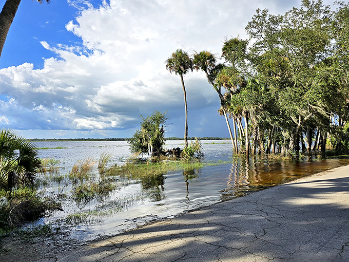 Where sky meets water in perfect harmony. The Myakka River creates mirror images so perfect, even narcissistic clouds stop to admire themselves.