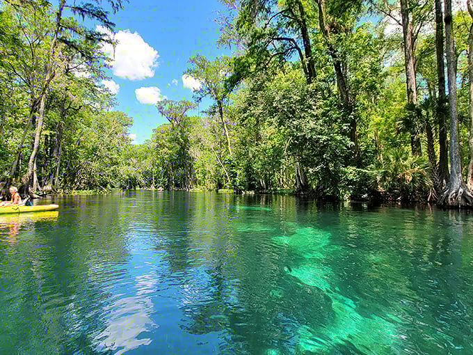Nature's own kaleidoscope – where emerald waters meet towering cypress trees, creating a scene straight out of a fantasy novel.