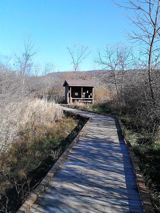A wooden pathway to wilderness wisdom. This boardwalk trail leads to observation points where even smartphone-addicted teenagers look up in wonder.