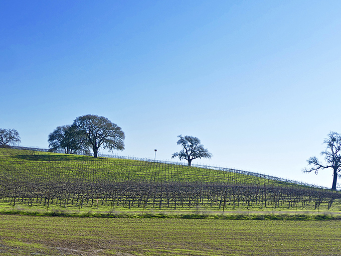 Rolling vineyards dotted with oak trees create Paso's signature landscape – like Tuscany decided to vacation in California and never left.