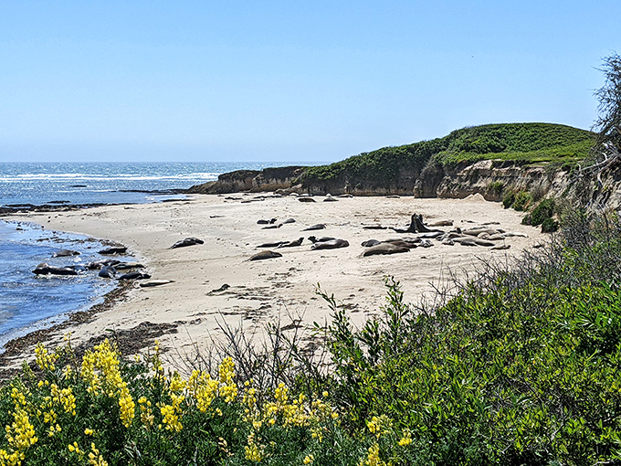 The ultimate social gathering spot for elephant seals, where "personal space" is merely a suggestion and beach real estate is prime.