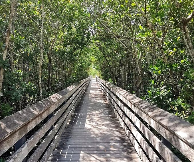 Nature's cathedral awaits at the end of this boardwalk. The mangrove tunnel feels like stepping into a Florida fairytale.