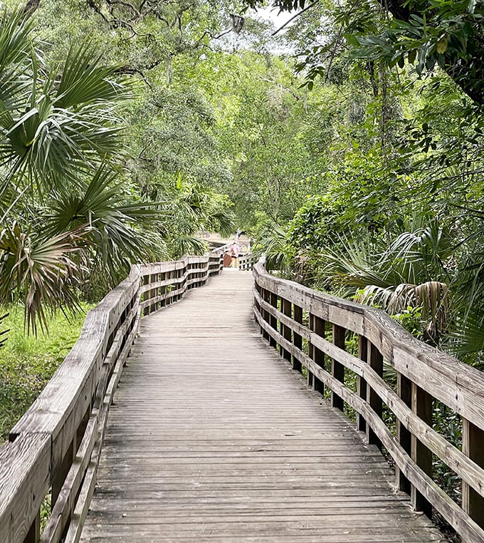 This boardwalk through Wekiwa's lush wilderness isn't just a path – it's a portal to Florida as it existed before theme parks and traffic.