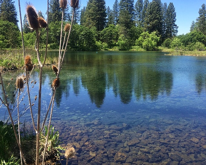 Crystal clarity that puts my home water filter to shame. These waters reveal every pebble beneath—nature's own aquarium display.