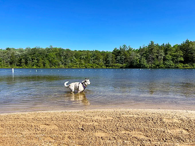 Even the four-legged visitors know a good swimming hole when they see one – pure joy unleashed.