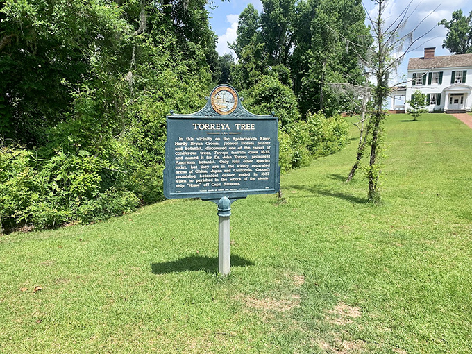 Meet Florida's botanical celebrity – the rare Torreya tree has been social distancing since the Ice Age, long before it was trendy.