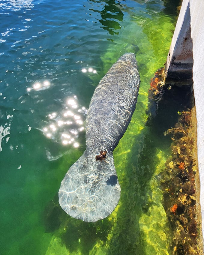 Meet the gentle giants of the Keys! Manatees glide through crystal waters like underwater zen masters on a permanent vacation.