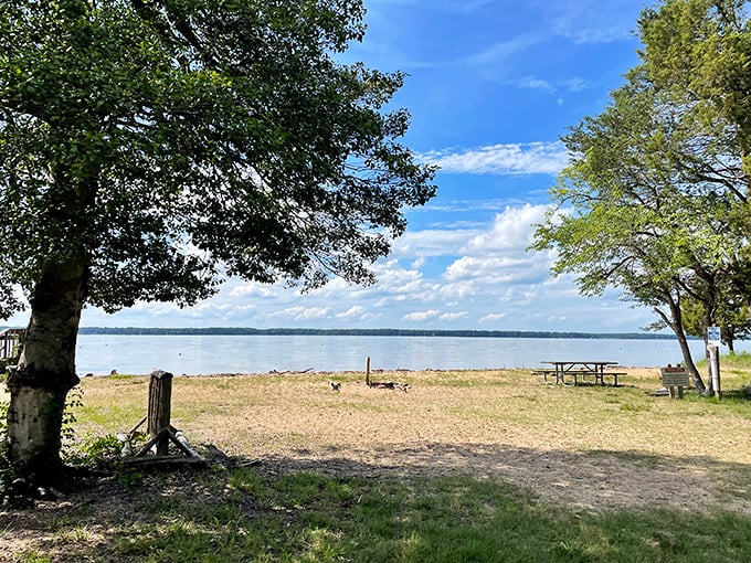 The Potomac's shoreline offers front-row seats to nature's greatest show—no tickets required, just bring your sense of wonder.