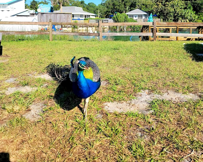 "Excuse me, coming through!" This resident peacock struts around like he owns the place—and honestly, with plumage that magnificent, who could argue?