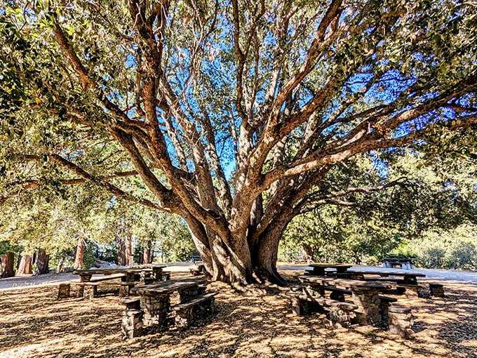This ancient oak has hosted more family picnics than your aunt's famous potato salad. Nature's dining room at its finest.