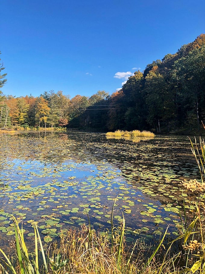 Lily pads float like nature's dinner plates while autumn paints the perfect dining room backdrop.