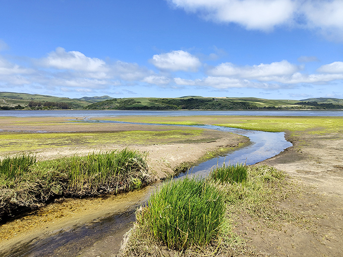 Meandering streams carve their path through marshlands to the bay. Nature's artistry on full display—no admission fee required.