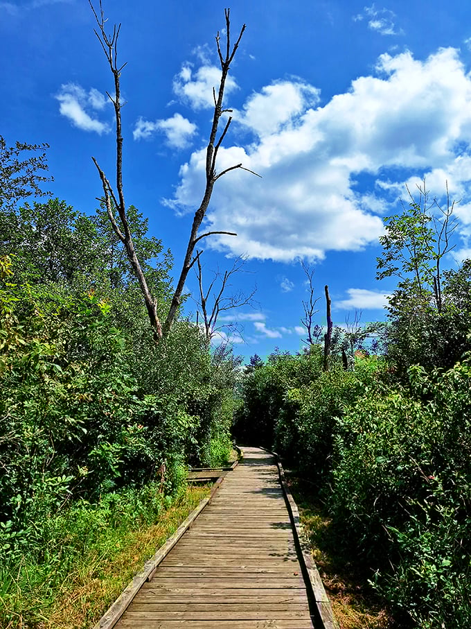This wooden boardwalk doesn't just lead through the forest—it delivers you into a green cathedral where birdsong replaces ringtones.