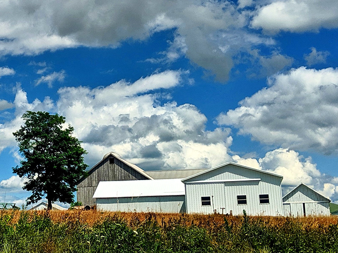 Fields of gold under Pennsylvania blue skies. The same hands that harvest these crops create those mouthwatering potato fillings.
