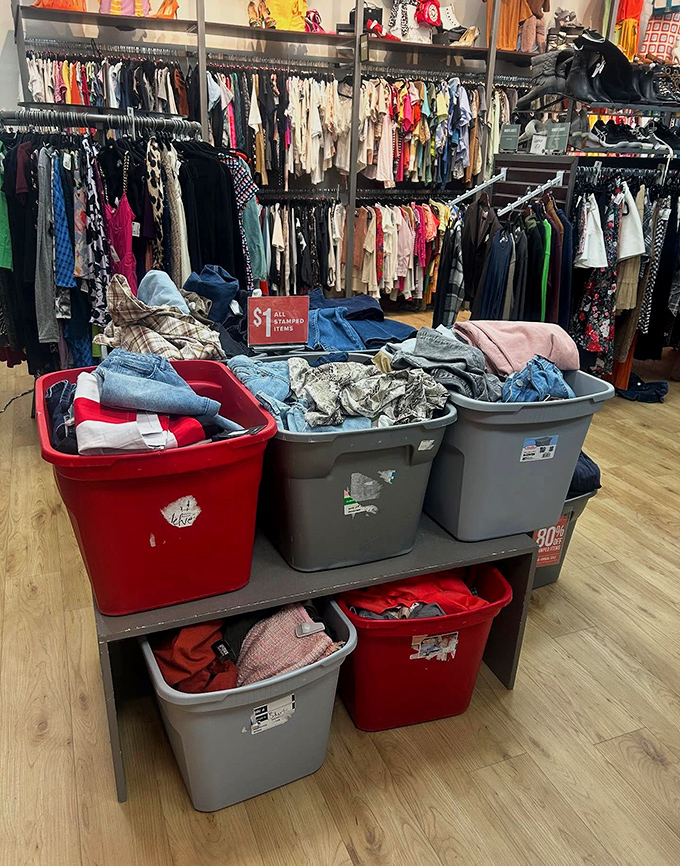 Dollar bins that prove miracles still happen in retail, one incredible bargain at a time.