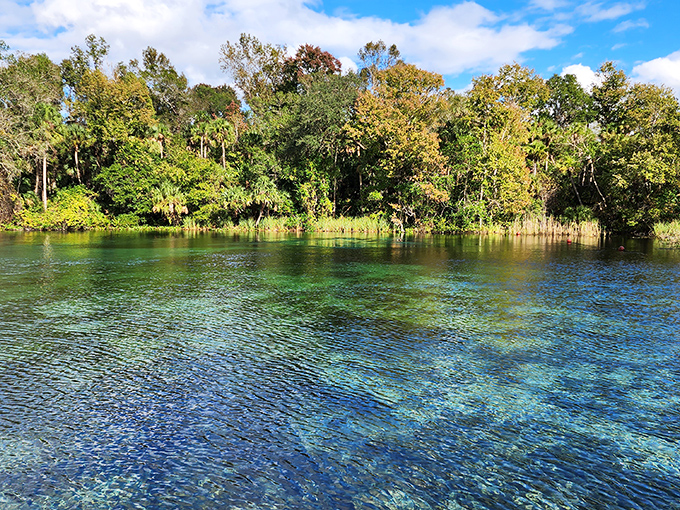 Fifty shades of blue? Try a thousand. Alexander Springs' crystal-clear waters reveal an underwater landscape that rivals any Caribbean destination.