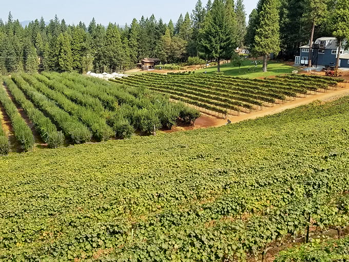 Neat rows of grapevines stretch toward the horizon, proving that Placerville's fertile soil yields liquid treasures just as valuable as gold.