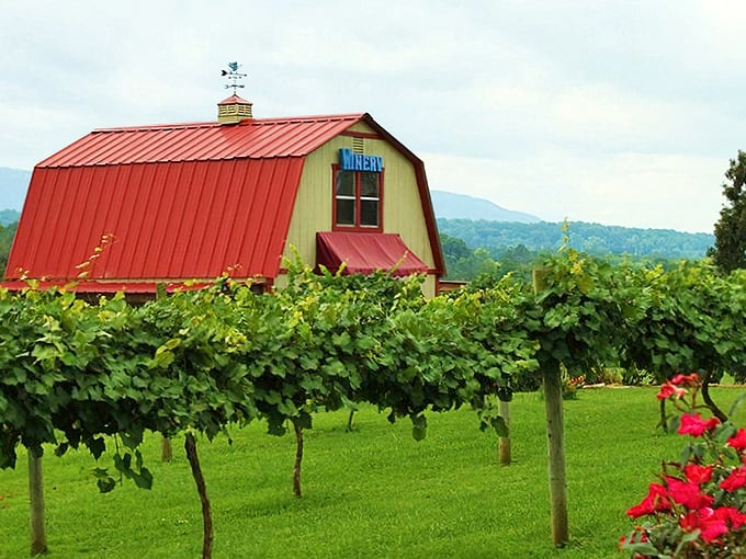 Blue Goose Farm's vibrant vineyard proves Tennessee isn't just whiskey country—those grape vines are writing poetry against the mountain canvas.