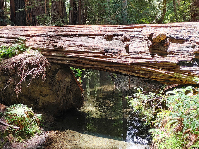 Mother Nature's perfect bridge design. This fallen redwood creates a magical crossing over Bull Creek that would make any fairy tale proud.