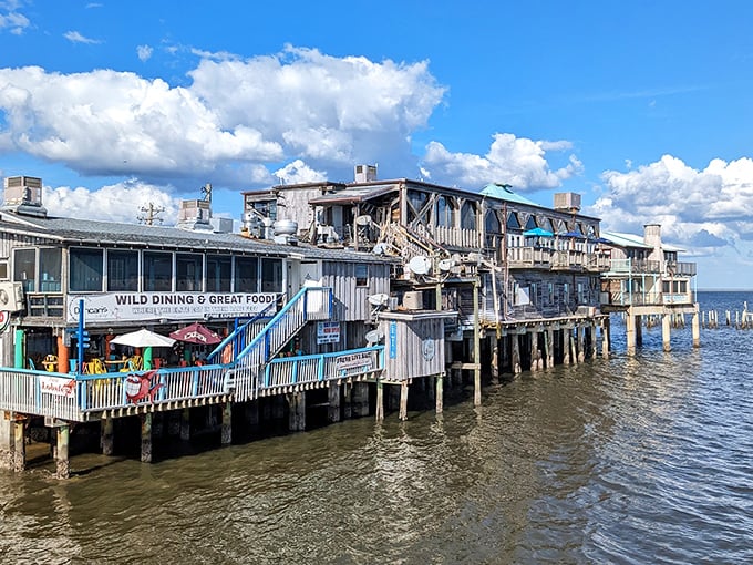 Restaurants on stilts – because seafood always tastes better when you're practically hovering over the water it came from. Cedar Key's waterfront dining defies gravity and delights taste buds.