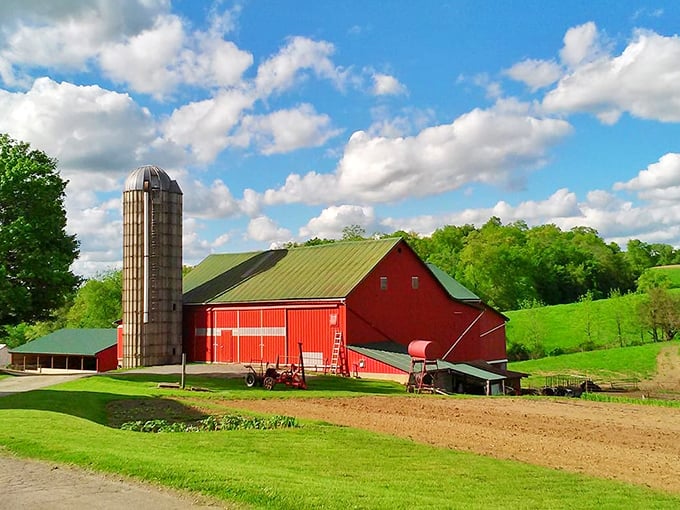 The original corner office with a view. This classic red barn and silo combo isn't just picturesque—it's a working cathedral to agriculture that's been sustaining families for generations.