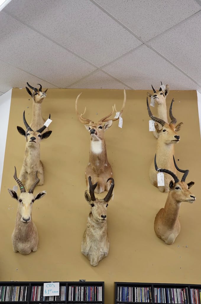 A magnificent menagerie of mounted heads watches over shoppers like silent judges of your bargain-hunting skills.