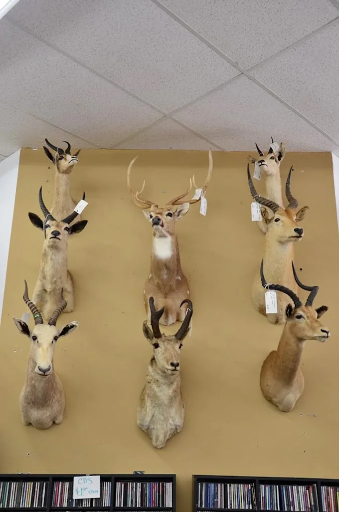 A magnificent menagerie of mounted heads watches over shoppers like silent judges of your bargain-hunting skills.