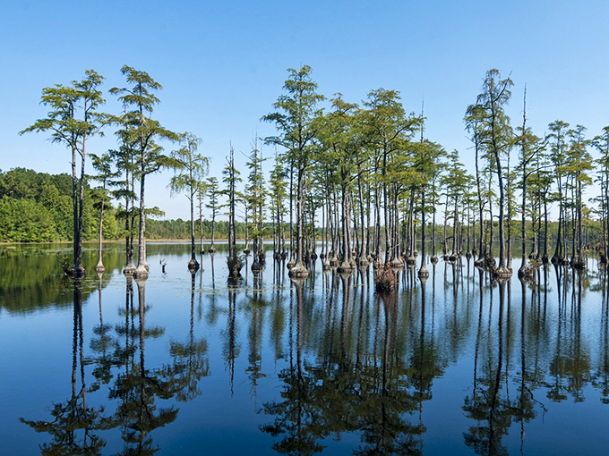 Cypress trees rise from mirror-like waters at Goodale State Park – nature's version of a meditation app, but without subscription fees.